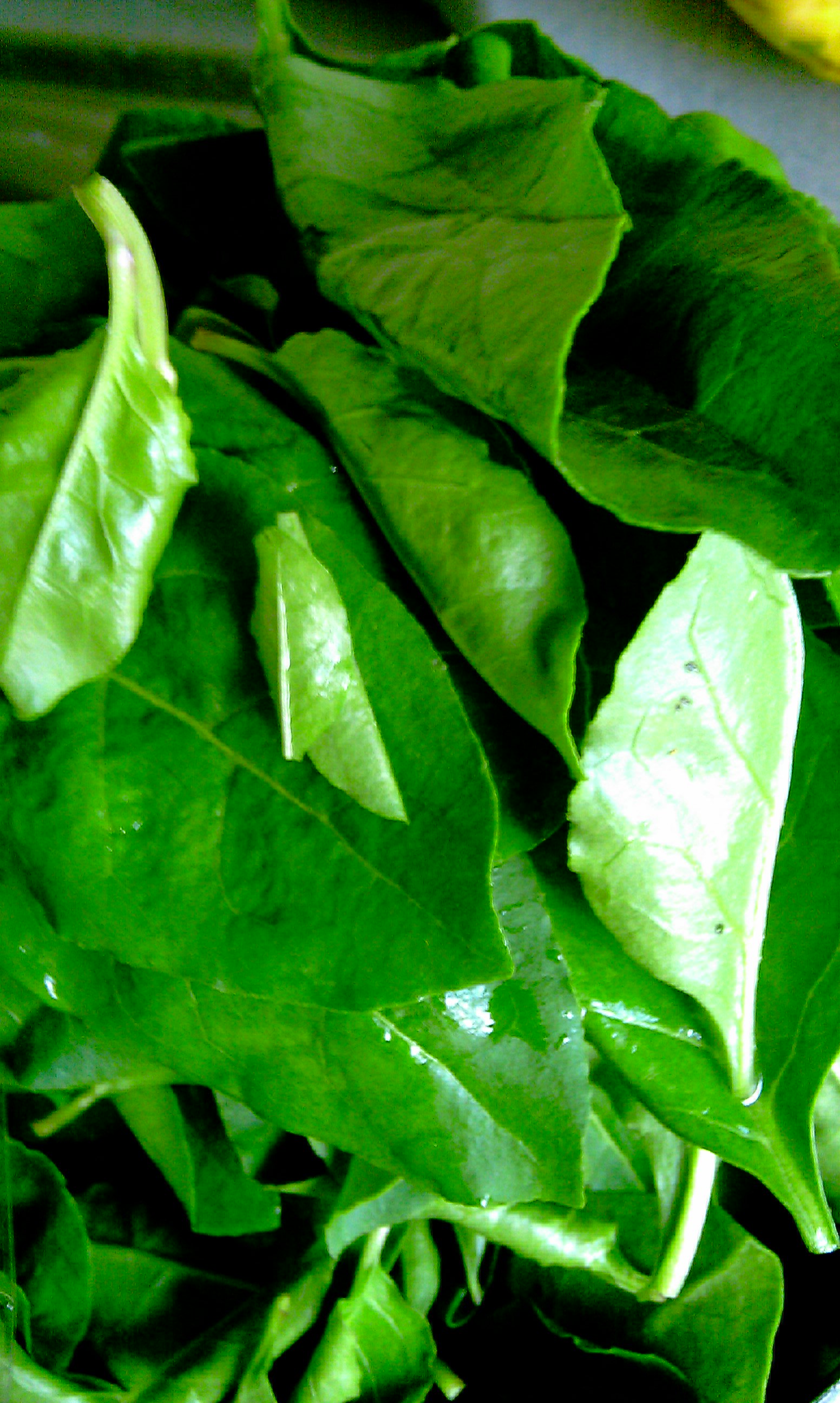 Cooling Vegetables Diet, Cooling Vegetables Diet Herbal Treatment ...